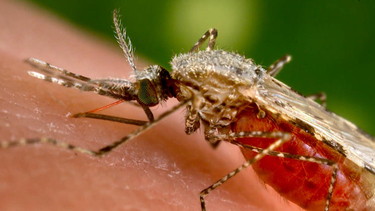 Watch CBS Evening News Season Episode : How New York City is dealing ...