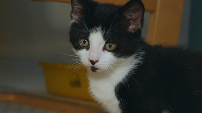 Wonderful World of Baby Animals - Watch on Paramount+ United Kingdom