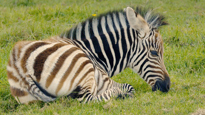 Wonderful World of Baby Animals Seasons & Episodes - Watch on ...