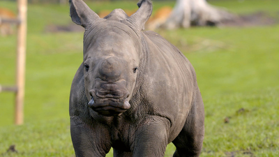 Wonderful World of Baby Animals - Watch on Paramount+ United Kingdom