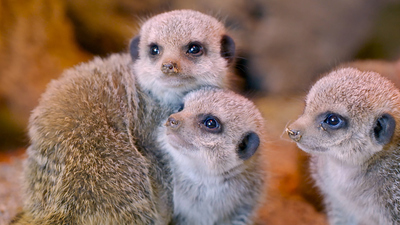 Wonderful World of Baby Animals - Watch on Paramount+ United Kingdom