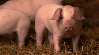 Springtime on the Farm - Watch on Paramount+ Ireland