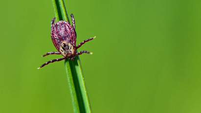 Watch CBS Mornings Number of tick-borne disease cases on the rise ...
