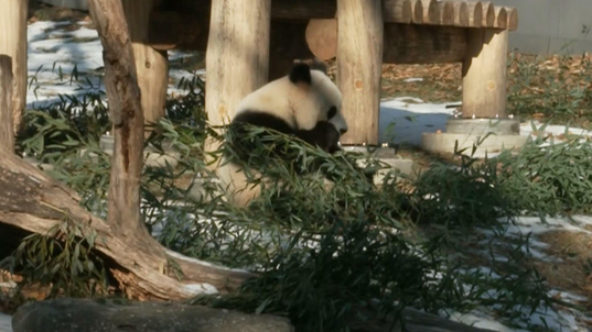 Watch CBS Saturday Morning: New giant pandas from China make U.S. debut ...