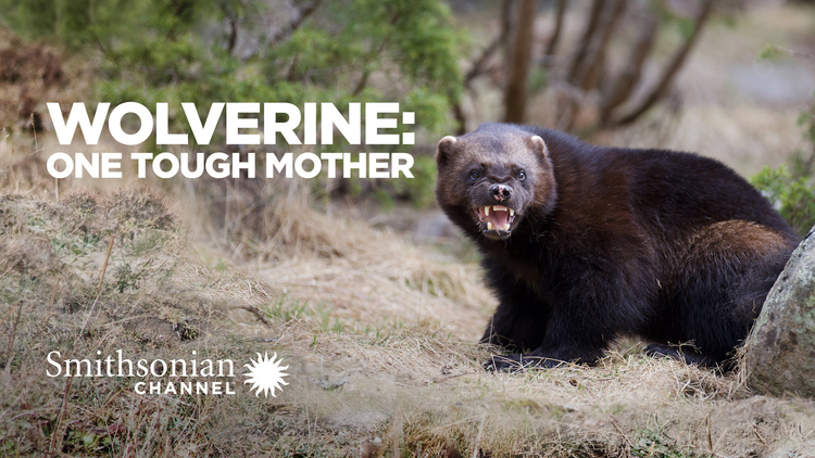 Wolverine: One Tough Mother - Watch Full Movie on Paramount Plus