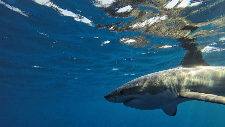 Watch CBS Mornings New expedition looks for shark mating site - Paramount+