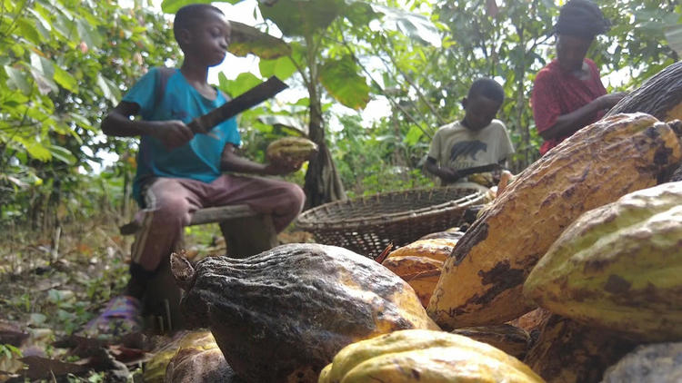 Watch CBS Mornings: Candy company uses cocoa harvested by kids - Full ...