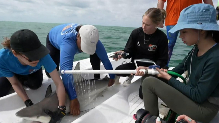 Watch CBS Evening News How a changing ecosystem is impacting sharks ...