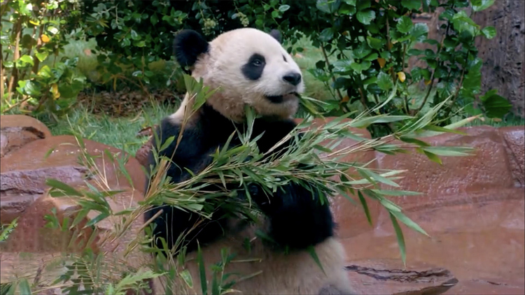 Watch CBS Mornings: Giant pandas to make debut at San Diego Zoo - Full ...