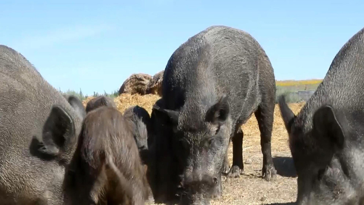 Watch CBS Saturday Morning: "Super pigs" cause chaos on Canadian border ...