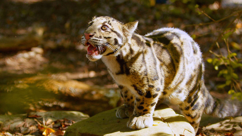 Watch Baby Animals Season 2 Episode 1: Baby Animals - Surrogate ...