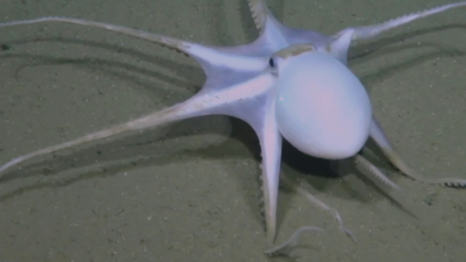 Watch 60 Minutes Overtime: The creatures at the bottom of the ocean ...