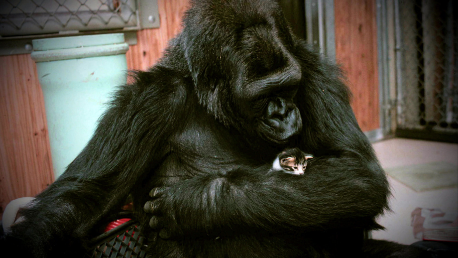 Watch Sunday Morning: Animal altruism: Friendship in the animal world ...