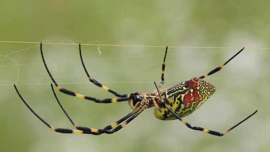 Watch CBS Mornings Venomous flying spiders spreading in U.S. - Paramount+