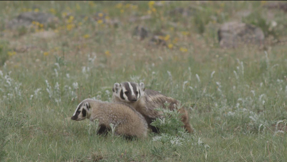 Watch Sunday Morning: Nature: Badgers - Full show on CBS